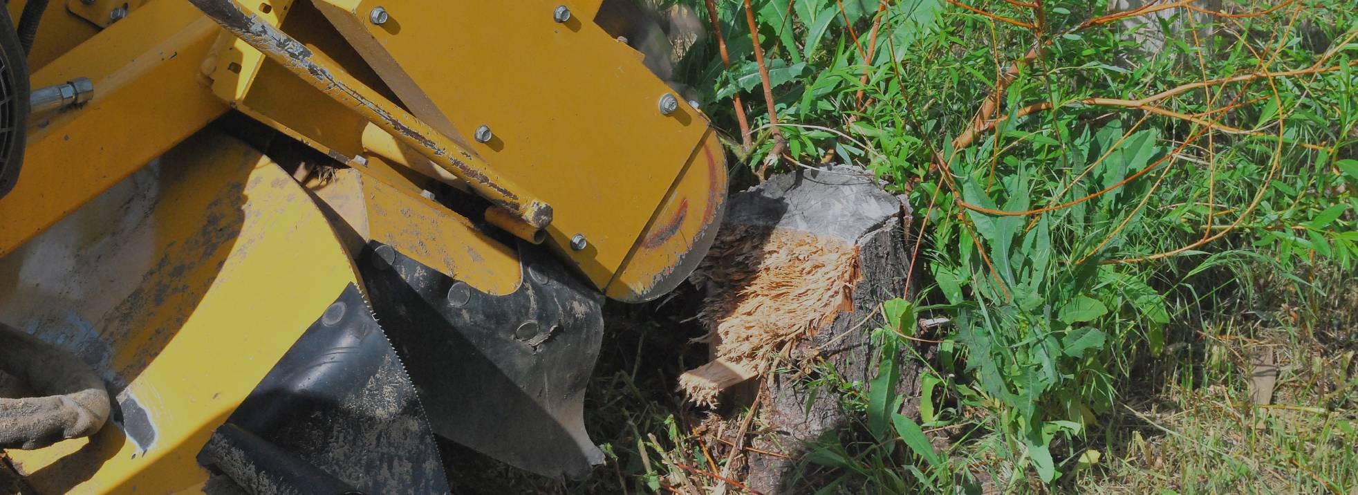 Tiny Tim Tree Service Offers Tree Services in Chicago, IL 60641